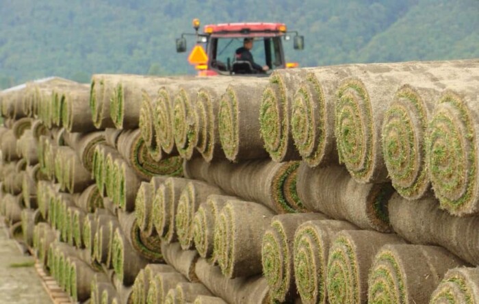 Hydroseeding vs. Sod | Wester Turf Farms